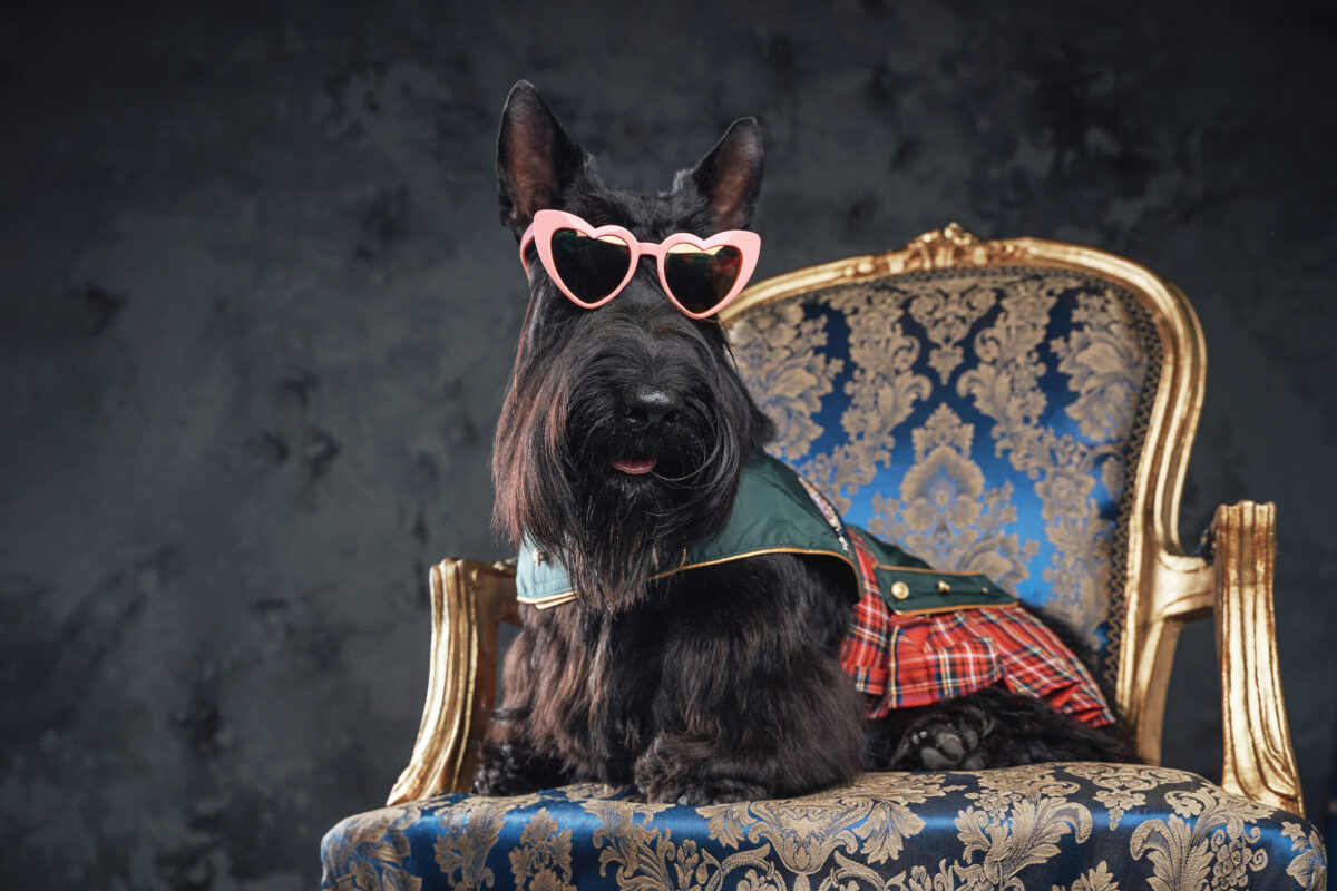 About Scottish Terriers: Hypoallergenic, Minimal-Shedding Dogs | Cavern ...